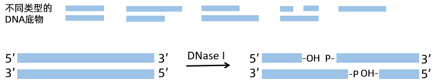 【新品上市】重组DNase I